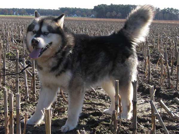 Shiye of Timber Kennel